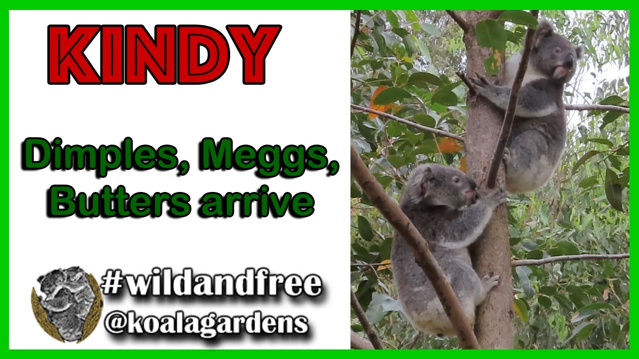 Koala Kindy - Dimples, Meggs and Butters arrive! - YouTube