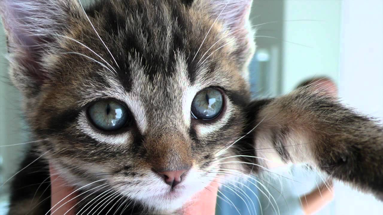 Another Super Cute Kitten Video - YouTube