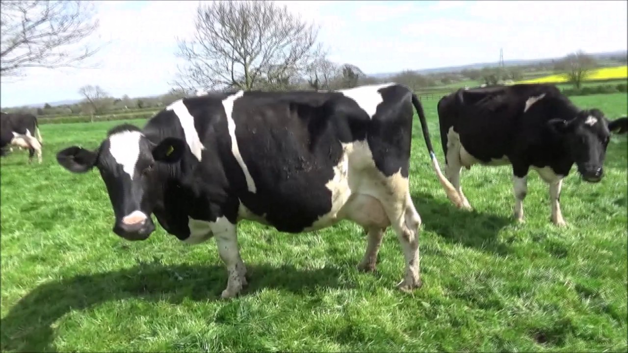 Spring has arrived on the farm - YouTube