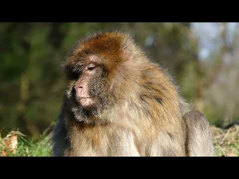 En Şirin Maymun Videoları Derlemesi