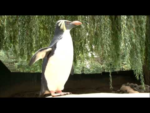 Behind the Scenes "The Zoo"- Episode 1: Birds - YouTube