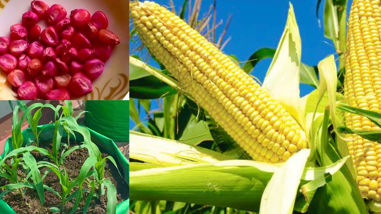 Corn Growing On Terrace / How To Grow Corn(Maize) At Home For Beginners ...