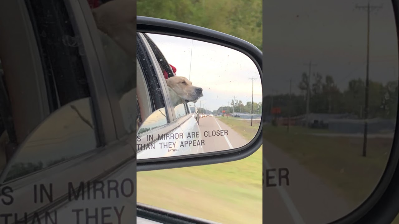 Dog Funny Car Ride - YouTube