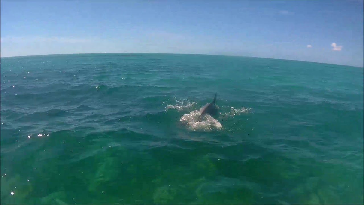 Dolphin! :))) - YouTube