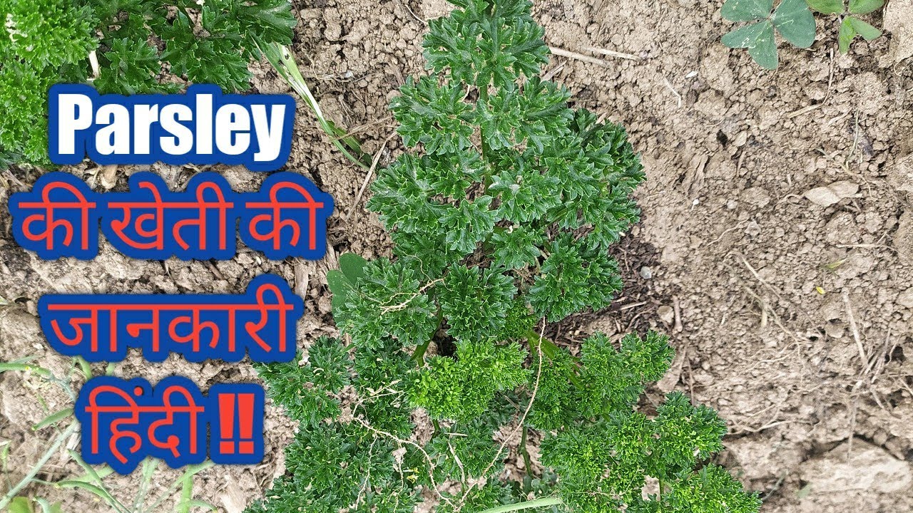 Parsley Ki Kheti Ki Jankari Hindi Cultivation Of Parsley parsley-ki-kheti-ki-jankari-hindi-cultivation-of-parsley