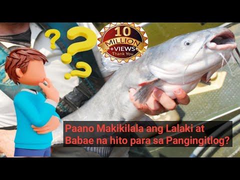 Paano Malalaman kung ang Isdang Hito Ay Isang Lalaki o Babae?How to ...