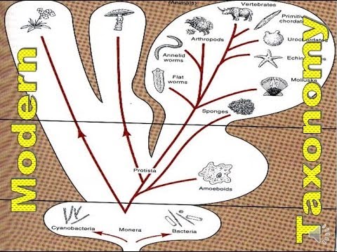 Modern Taxonomy notes - YouTube