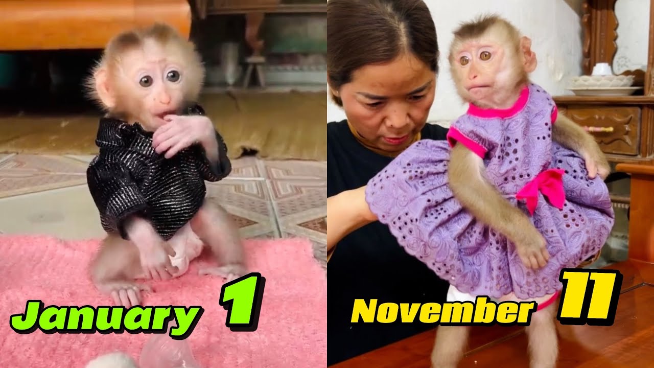 How did baby monkey Tina change from January to November? - YouTube