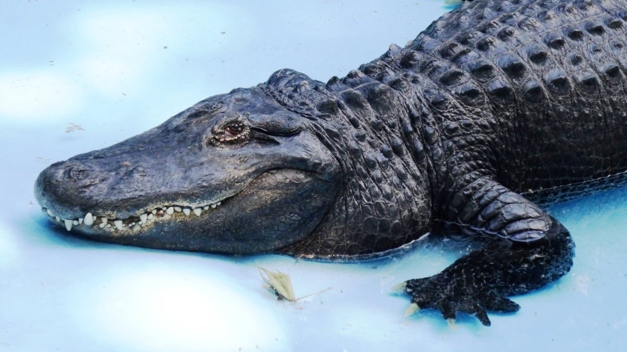 American alligator - Belgrade Zoo (oldest alligator in the world) - YouTube