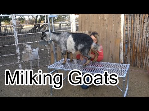 Milking Nigerian Dwarf Goats