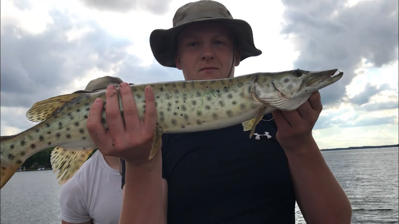 Slip bobbing for musky plus pike catch and cook! - YouTube