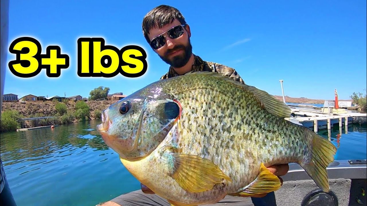 Fishing for 3 LB SUNFISH in CRYSTAL CLEAR WATER!!! - YouTube