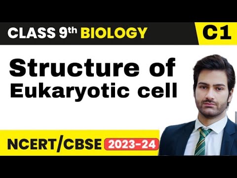 Structure of eukaryotic cell for class 9th - YouTube