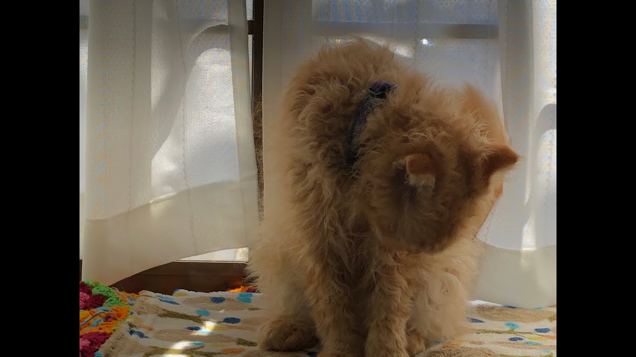 46th Cat's Daily Life Rare Cats La Palma siblings Koo & Kai／45回珍しい猫種ラ ...