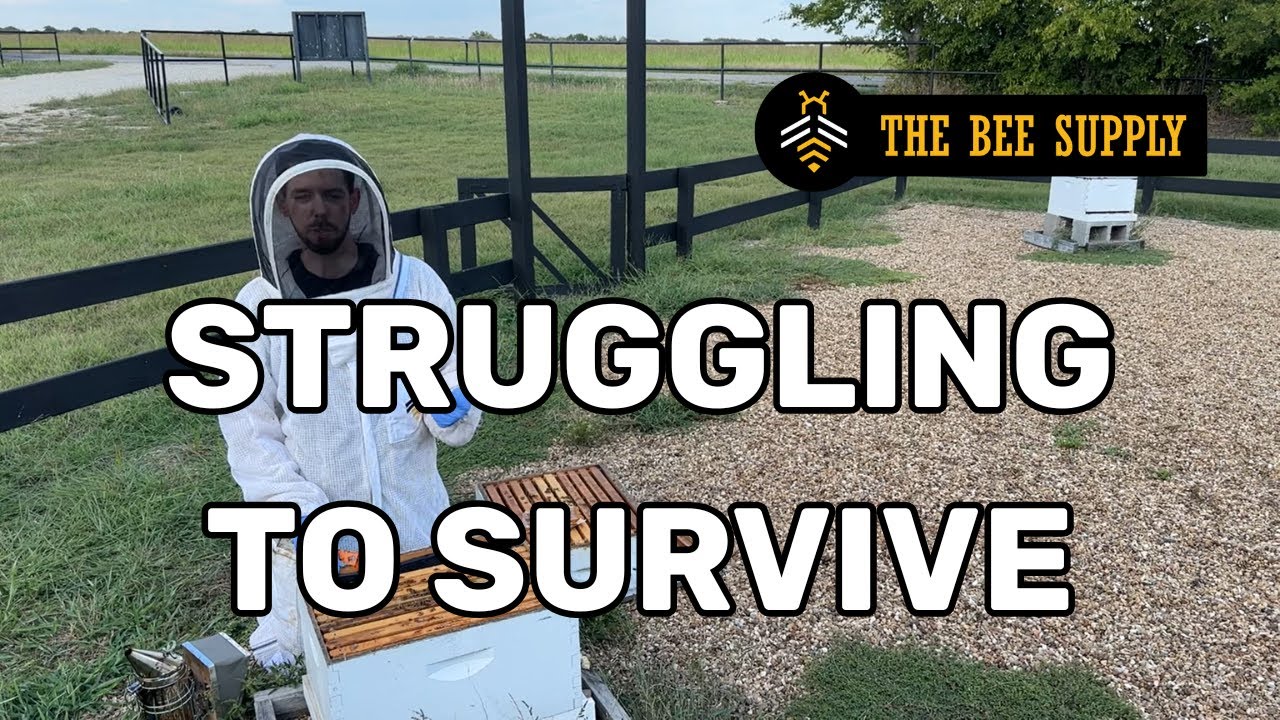 BEEKEEPING: How to Save a Weak Hive Before Winter - YouTube