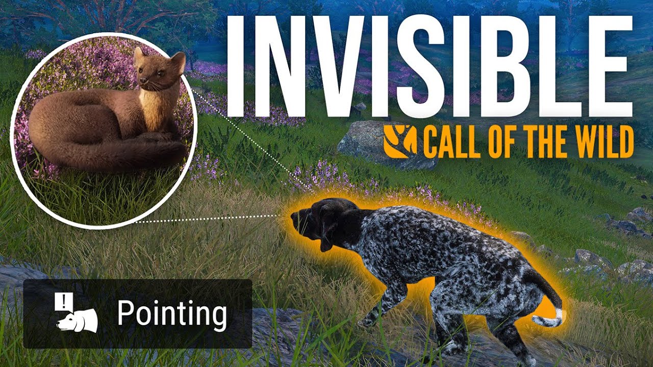 Why the Pointer Dog Actually Works on Scotland | Call of the Wild - YouTube