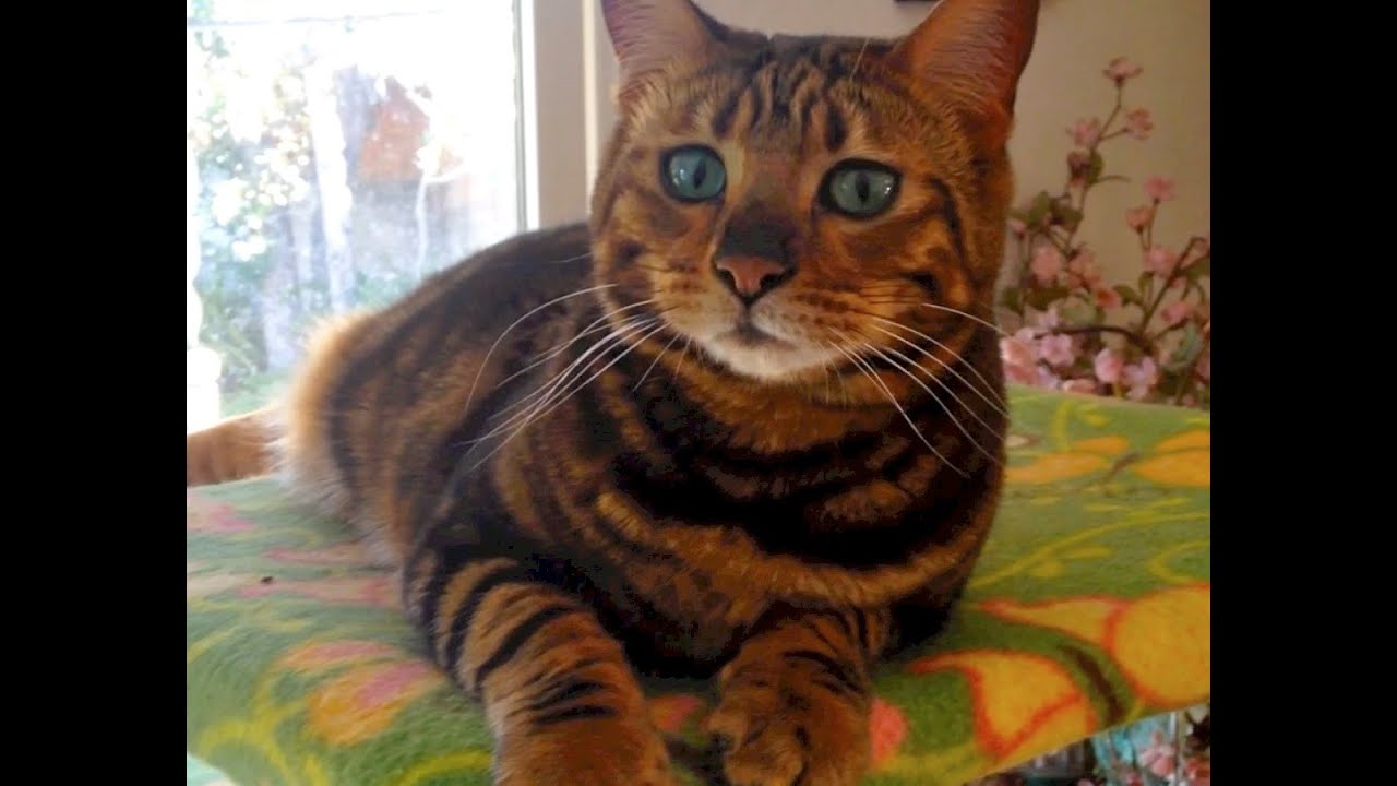 A day in the life of Toygers - YouTube