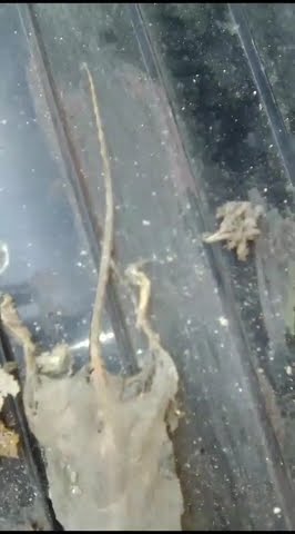 Decaying mouse🐭//cleaning results! " #dog #cleanandtidy #kitchenchores ...