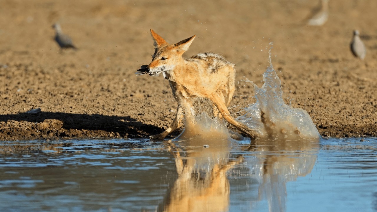 Top 4 Jackal Species: Surprising Traits and Adaptations! - YouTube