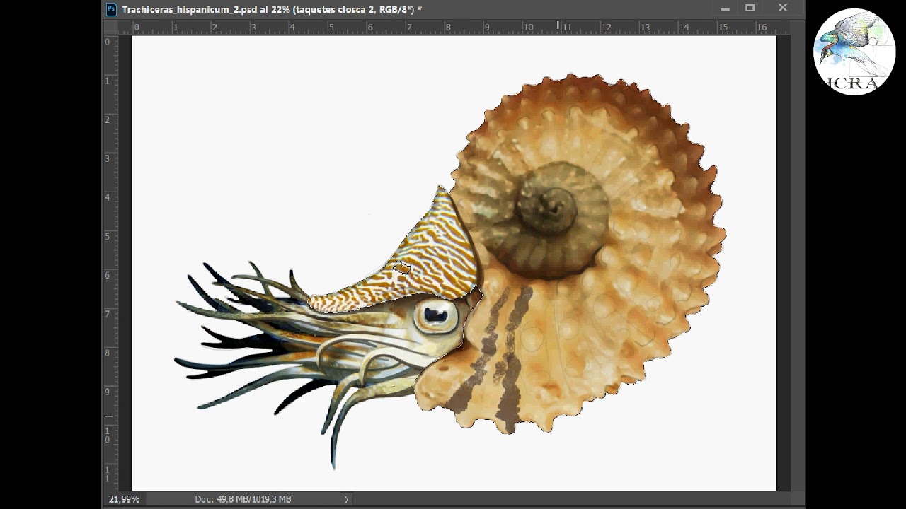 Painting the ammonite Trachyceras hispanicum. By ICRA. - YouTube