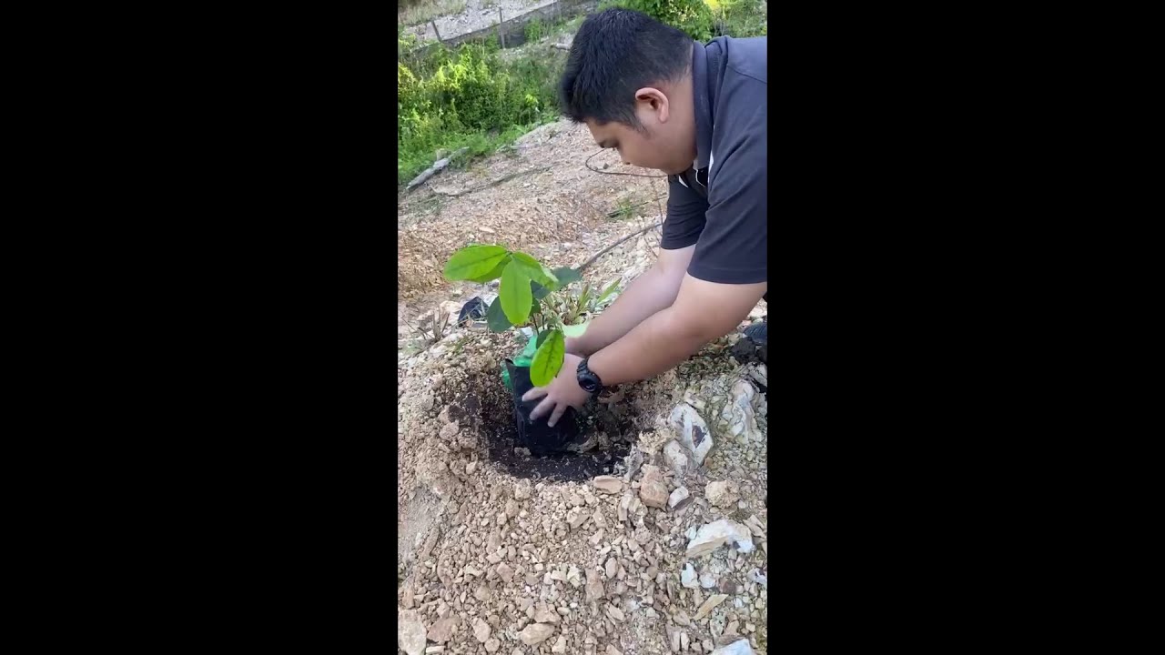 Procedure How To Plant Cempedak Tree - YouTube