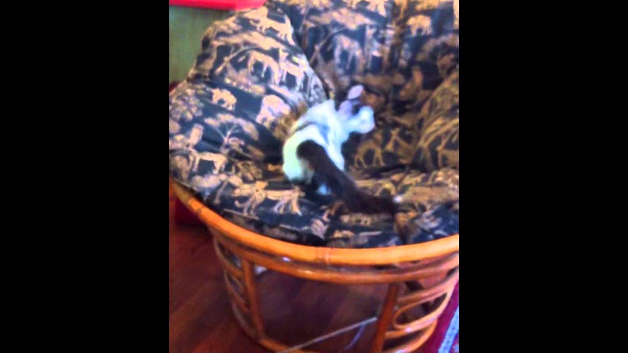 Kitten Falls Off Chair - YouTube