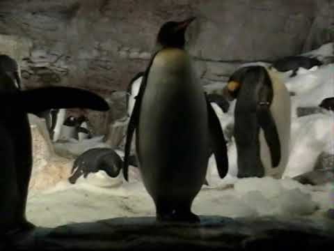Penguins - YouTube