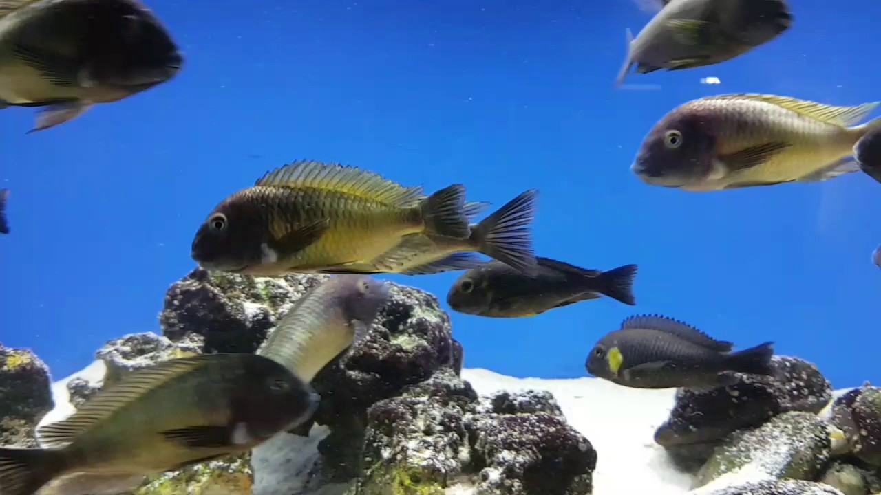 Tropheus Moorii Linangu Yellow / Tropheus Brichardi Kabimba Canari ...