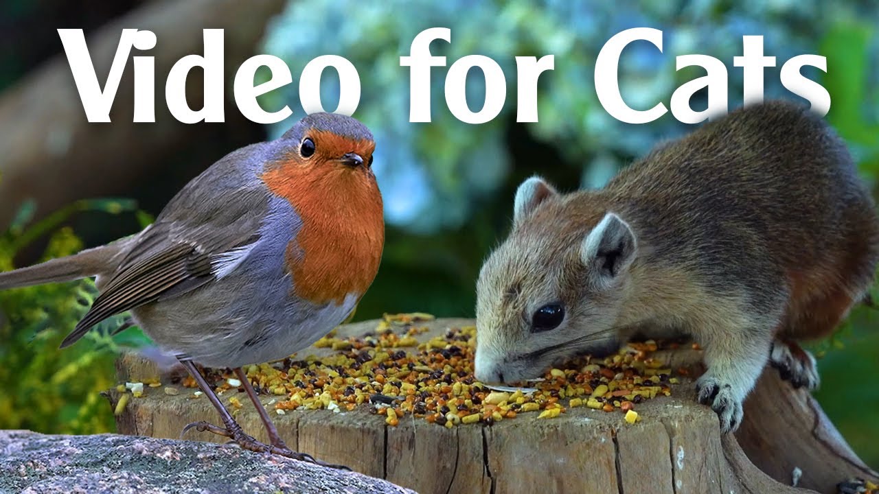 For Cats To Watch Birds And Squirrels - All Day Fun For Cats - Cattv ...