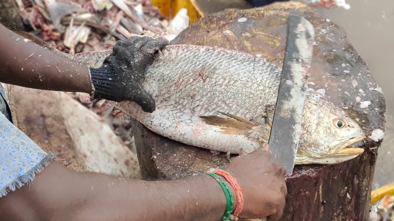 Amazing Big Ghol Fish Cutting Skills | India Biggest Fish Market | CT ...