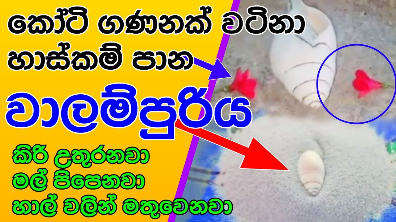 හාස්කම් පාන දුර්ලභ වලම්පුරිය |real walampuri |valampuri test |sri lanka ...