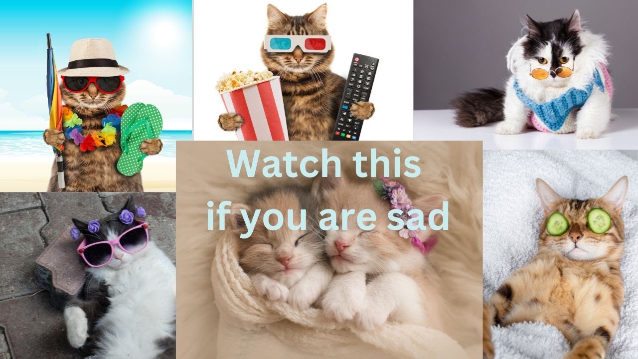 Cute kittens videos compilation to make your day better! - YouTube