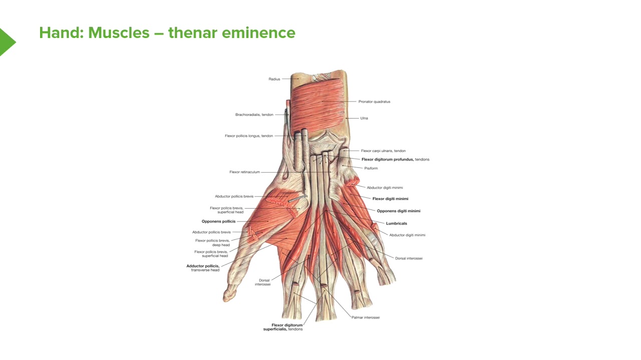 Palmar Aspect – Anatomy of the Hand - YouTube