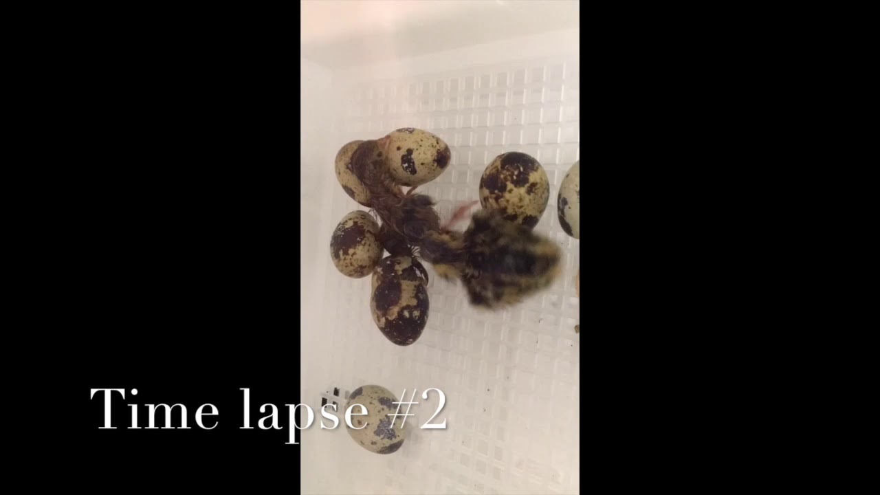 Quail hatching including time lapse of hatch process. - YouTube
