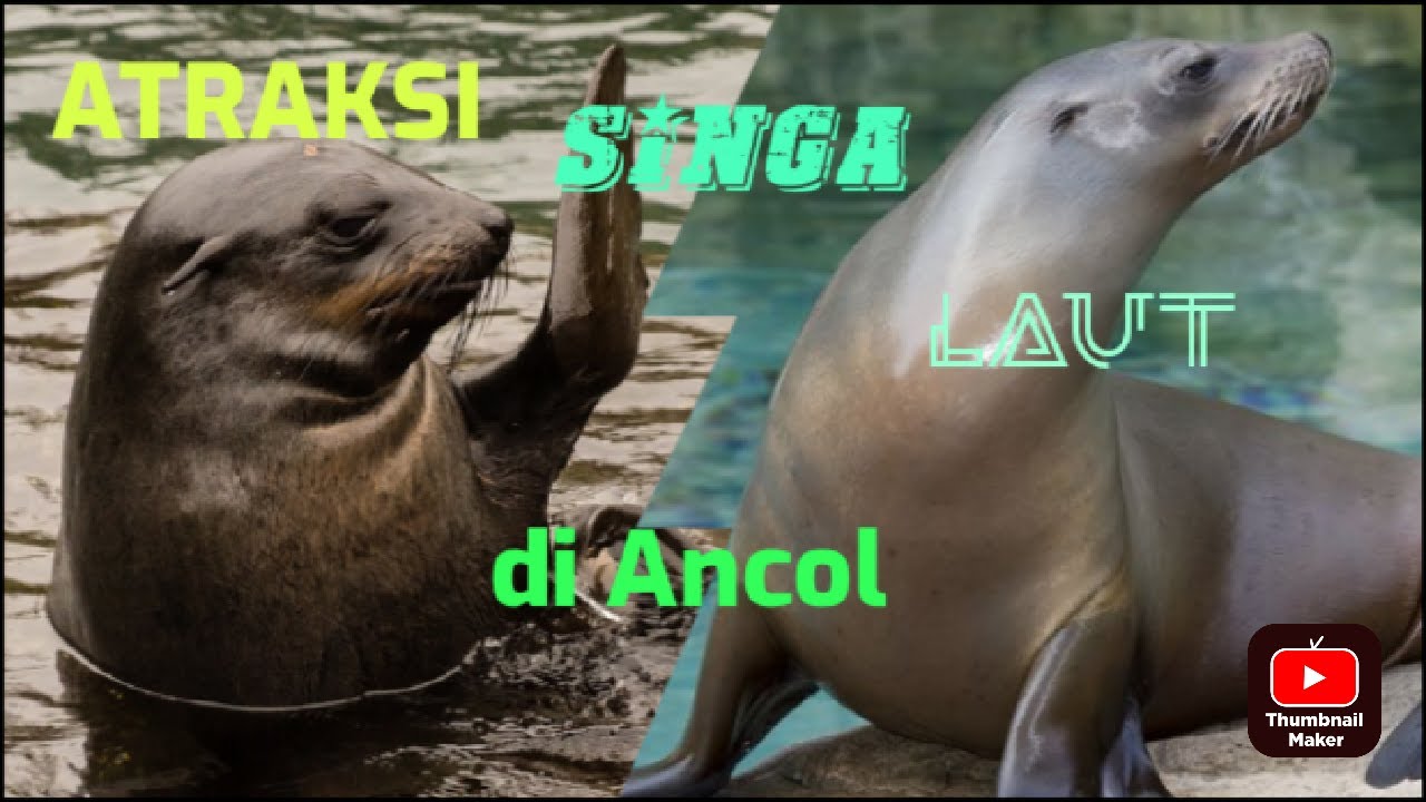 ATRAKSI SINGA LAUT DI OCEAN DREAM ANCOL/SEA LION ATRACTION IN OCEAN ...
