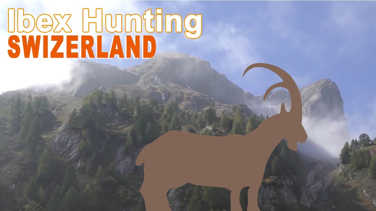 Alpine Ibex Hunting in Swizerland / 2015 (Chasse Approche) - YouTube