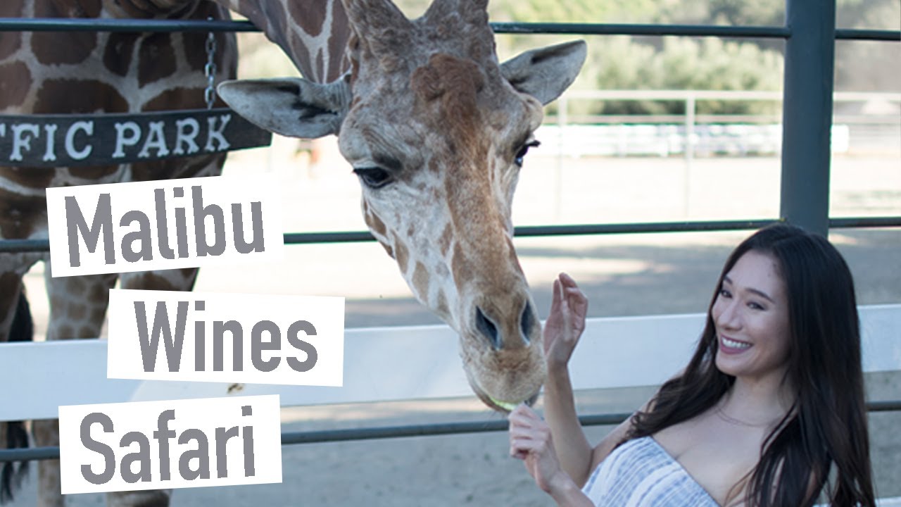 Malibu Wines Safari | Meeting Stanley The Giraffe & Wine Tasting! - YouTube