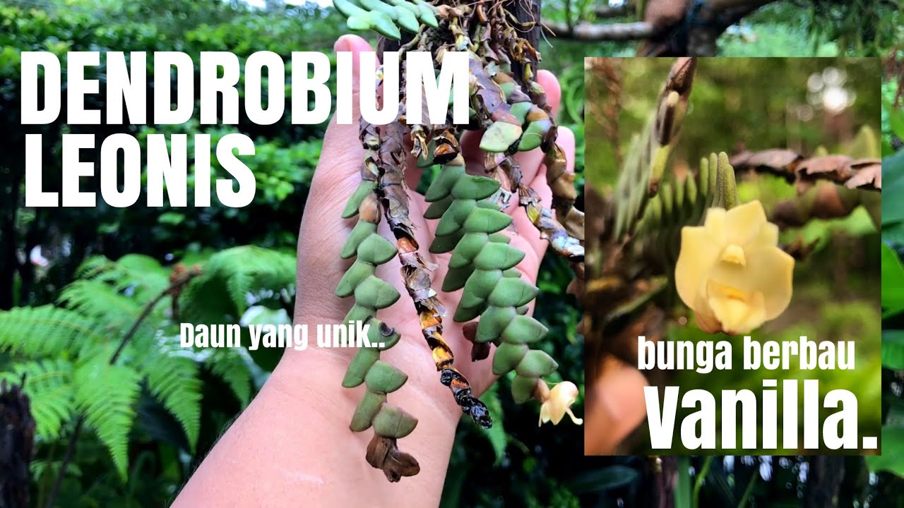 Dendrobium Leonis blooming - YouTube