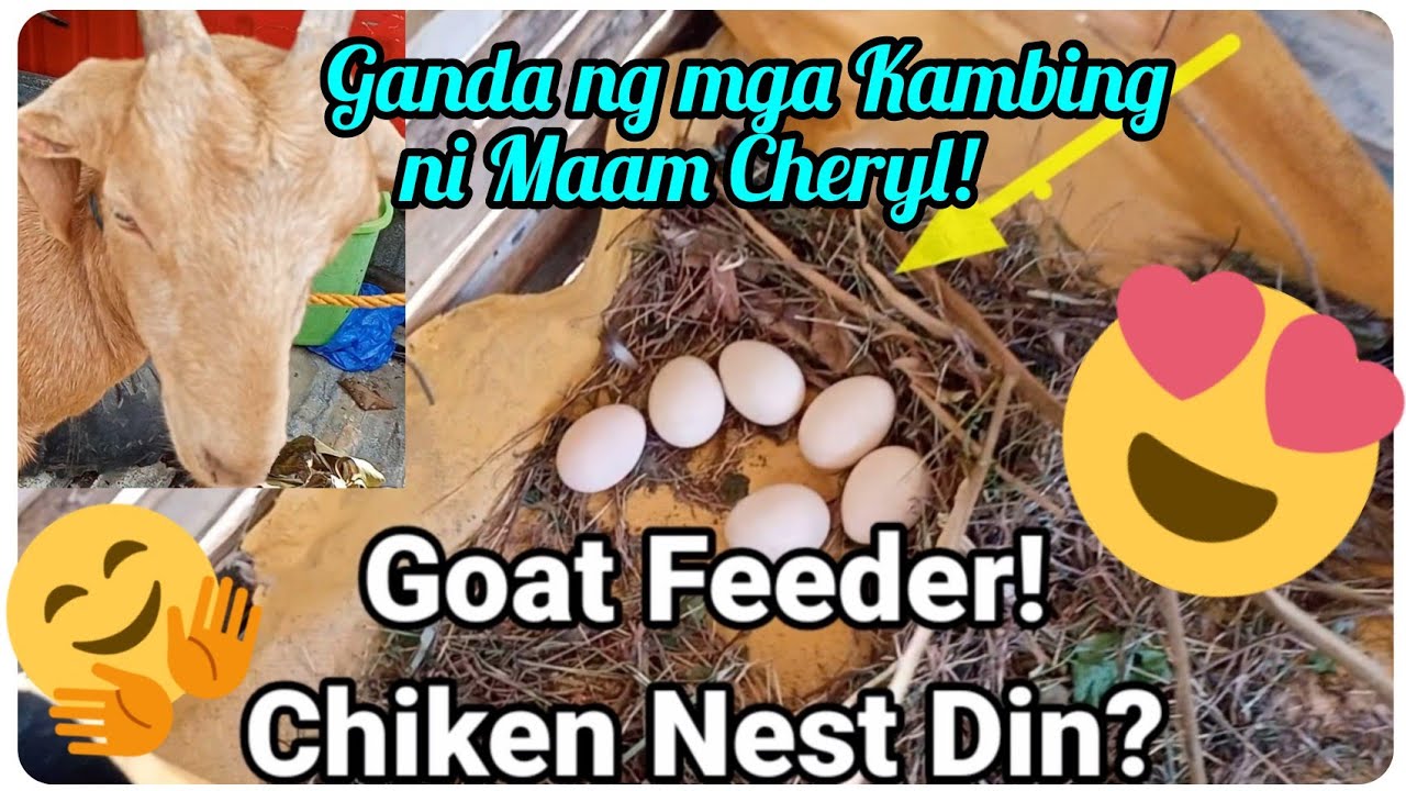 『Amazing Goats ni Ma'am Cheryl ang Lulusog!』〘Feeder niya Chicken Nest ...