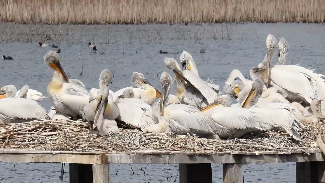 Хранене на Къдроглав пеликан (Pelecanus crispus) - YouTube