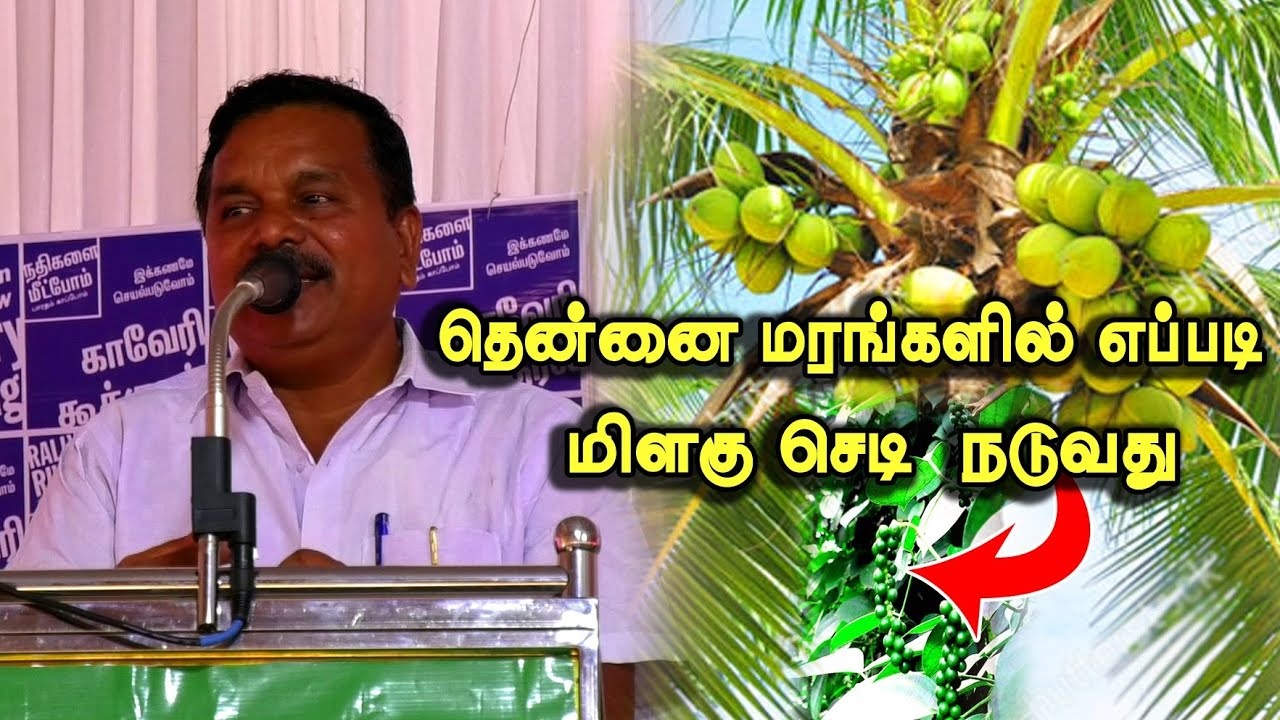 தென்னை மரங்களில் எப்படி மிளகு செடி நடுவது || Black Pepper Cultivation ...