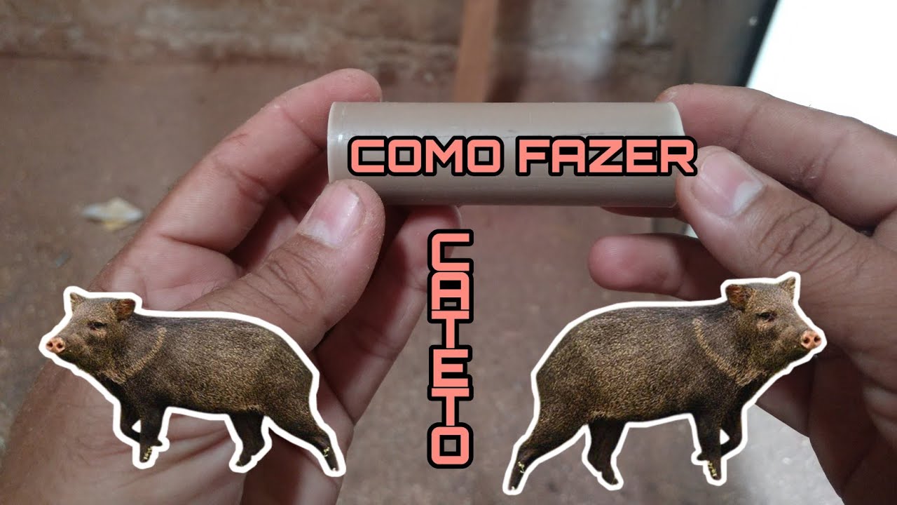 #Cateto #Chamadecateto #Caititu COMO FAZER PIO PRA CATETO - YouTube
