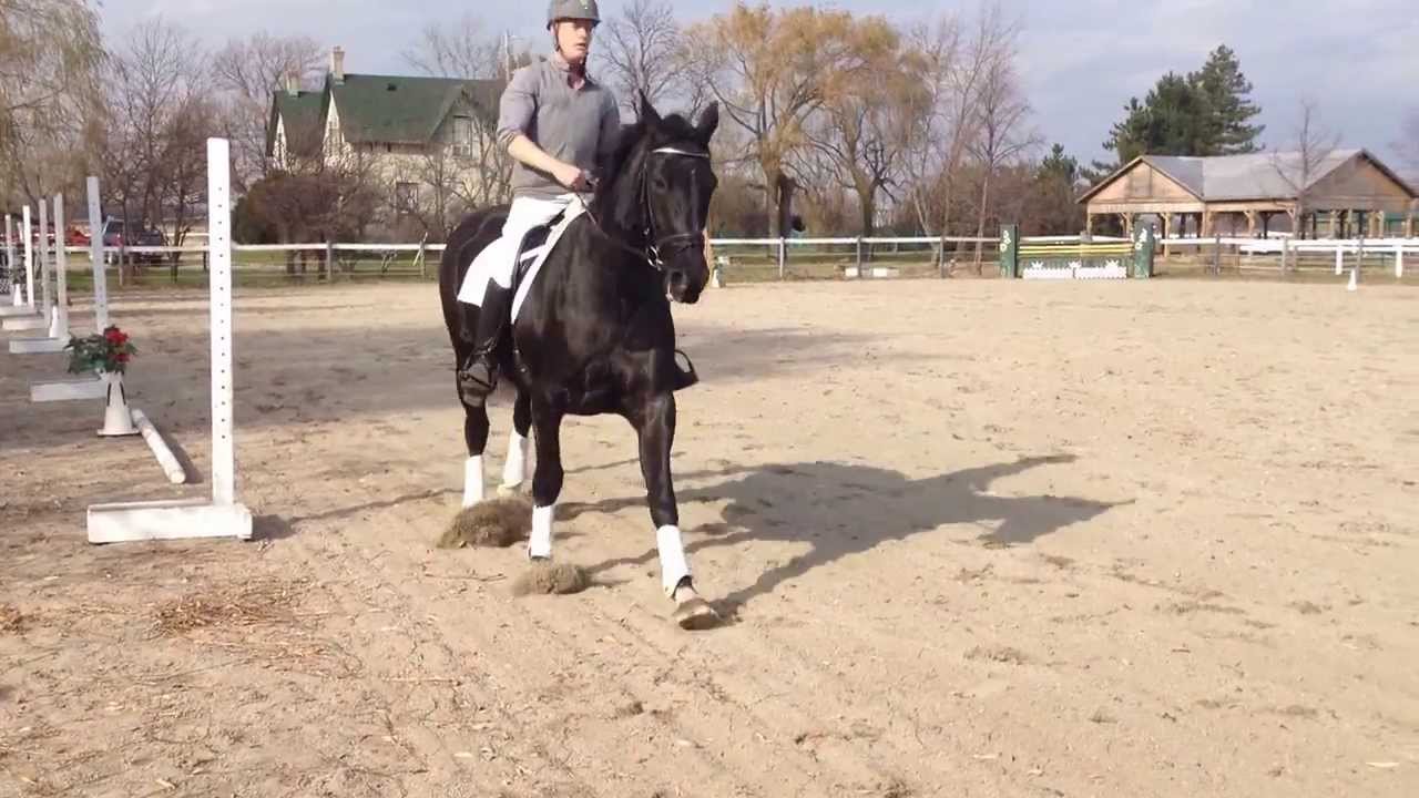 JDP Equestrian/Foxfield Stable Dressage Jumper Hybrid preformed by ...