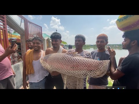 Hook Fishing by 17kg Plus Big Fish Catching Vedio পাবনা মুলাডলিতে ১৭ ...