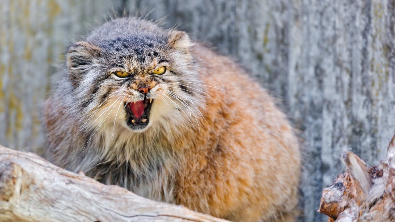 Rare Cats Discovered On Mount Everest In First Such Sighting - YouTube