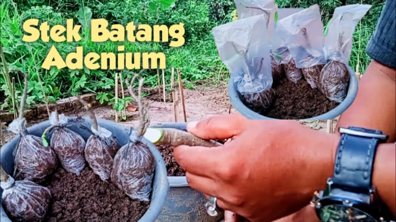 100. Cara stek Adenium paling simpel || The simplest way of Adenium ...