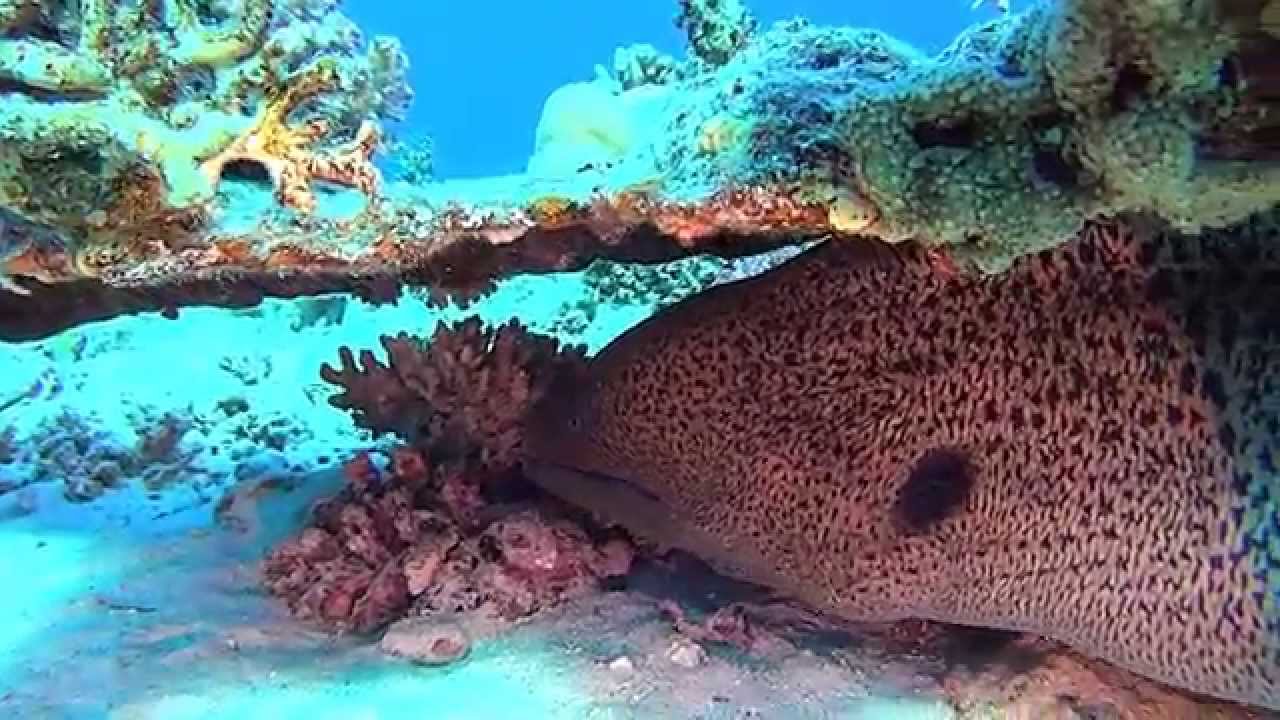 Red Sea diving 11. Buceo en el Mar Rojo. - YouTube