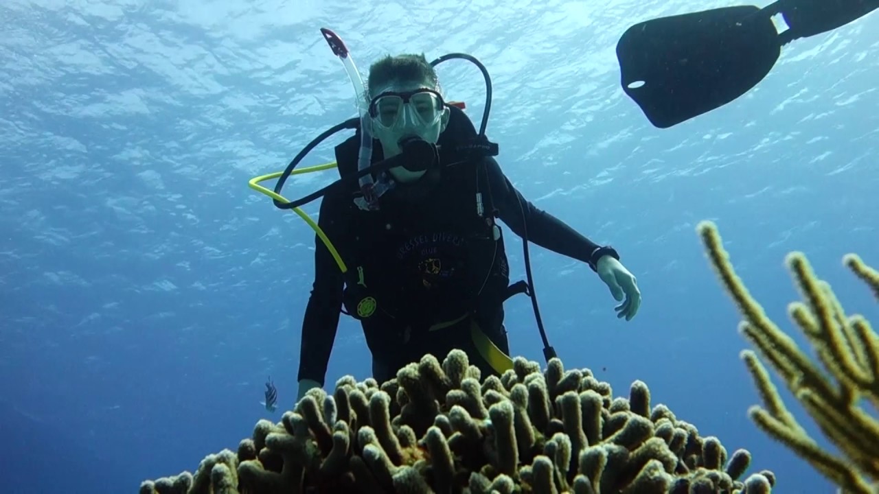 Santa Rosa Wall, Cozumel Dive - YouTube