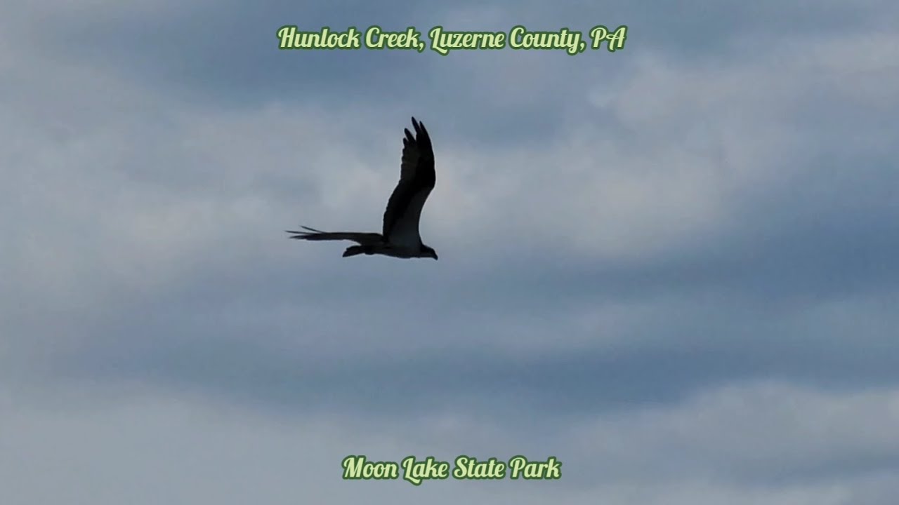 Wildlife at Moon Lake State Park, Hunlock Creek, Luzerne County, PA ...