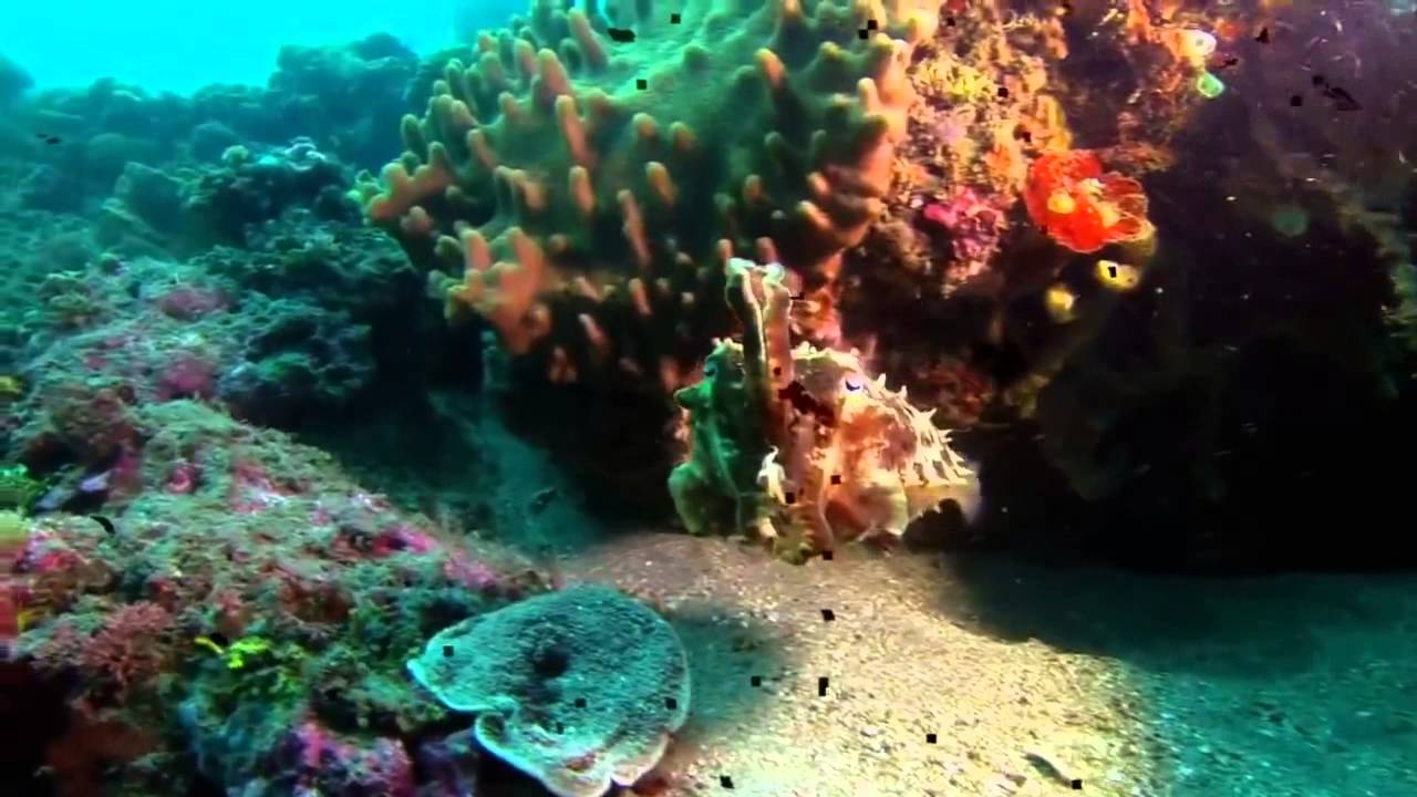 National Geographic Documentary Secret Life of Predators Episode 1 Wet ...